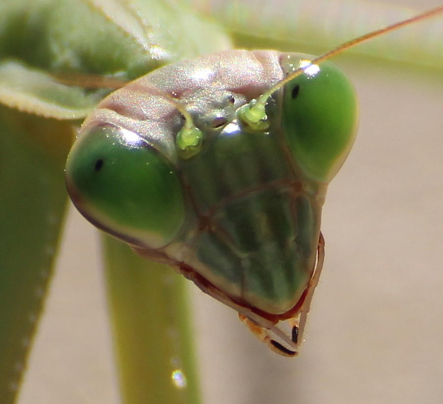 Mantis Photograph by Robin Gutkin - Pixels