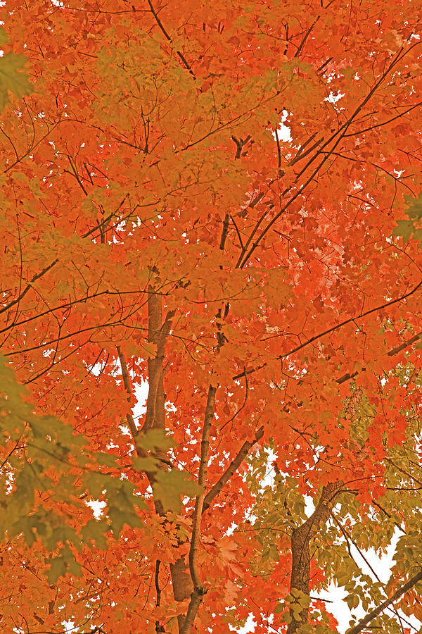 Maple Fall Showoff Photograph by Robert Tubesing - Fine Art America