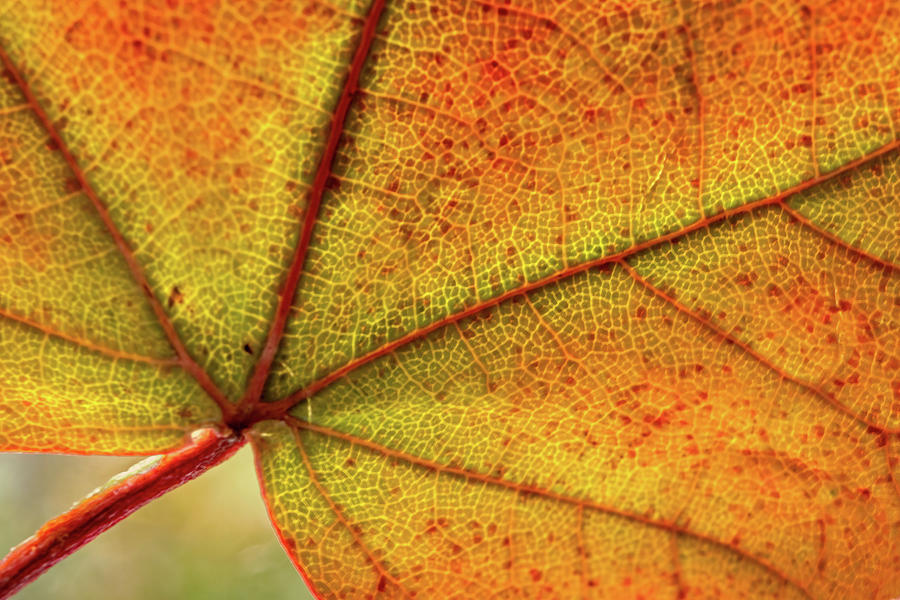 Maple Leaf Macro II Photograph by Ira Marcus - Fine Art America