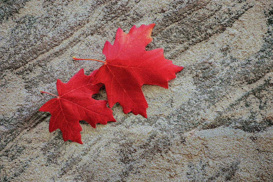 Maple Leaf Pair on Sandstone Photograph by Dan Sniffin - Fine Art America
