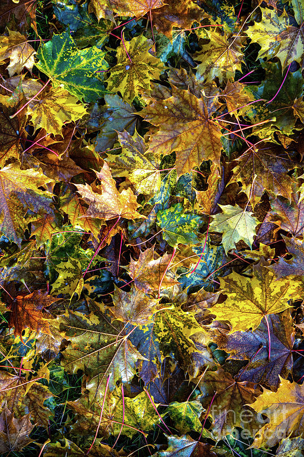 Maple Leaves Photograph by Hanjo Hellmann - Fine Art America