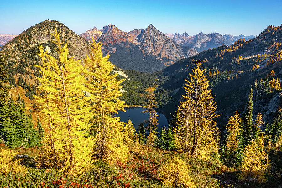 Maple Pass Larches Photograph by Rita Martin - Fine Art America