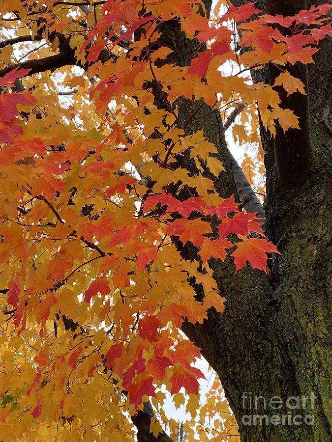 Maple Patterns Photograph by Katia Witkowski - Pixels