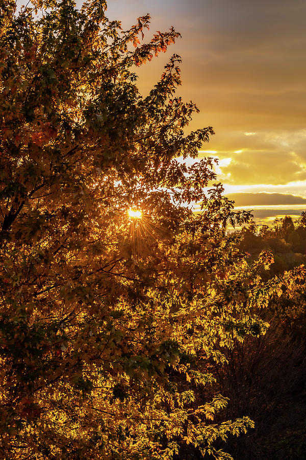 Maple Sunset Photograph by David Beard - Fine Art America