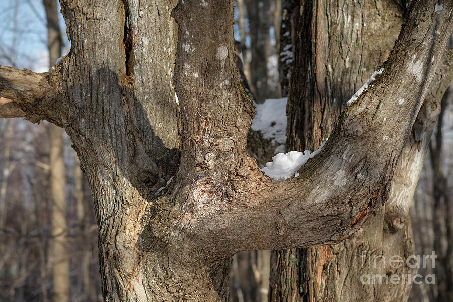Maple Tree Branches Photograph by Alana Ranney - Fine Art America