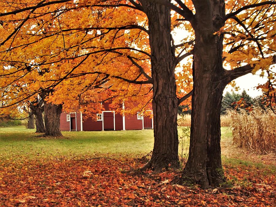 Maple Trees with Ground Leaves and 1882 Round Barn Autumn Indiana ...