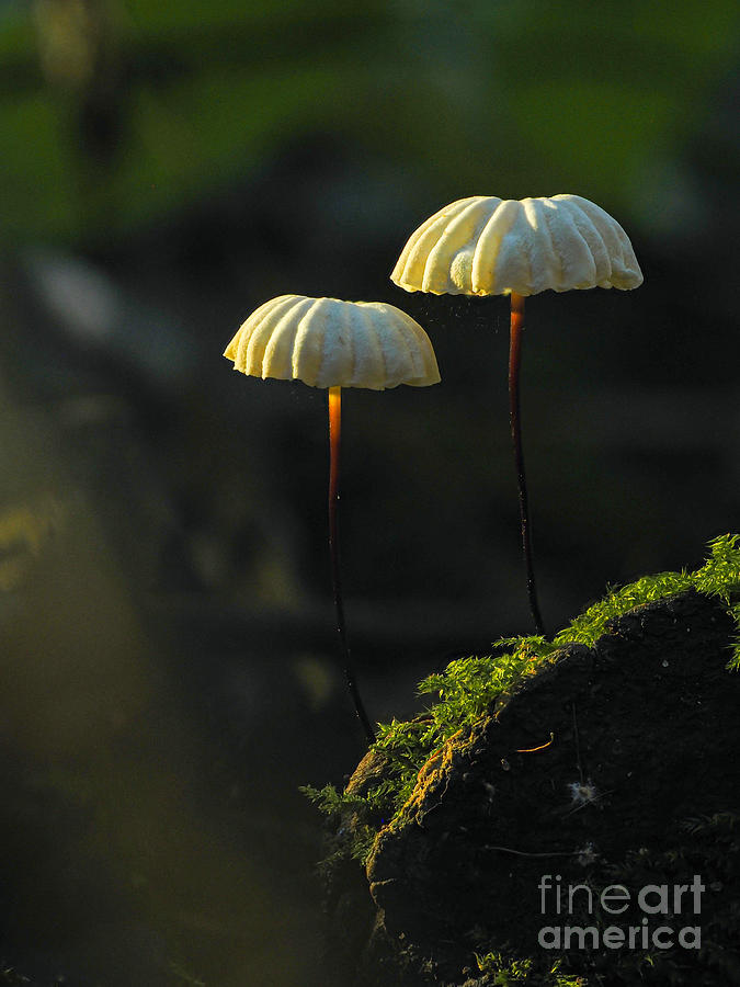 Marasmius Mushrooms Photograph by Ryan Dale - Fine Art America Marasmius Mushrooms Photograph by Ryan Dale - Fine Art America