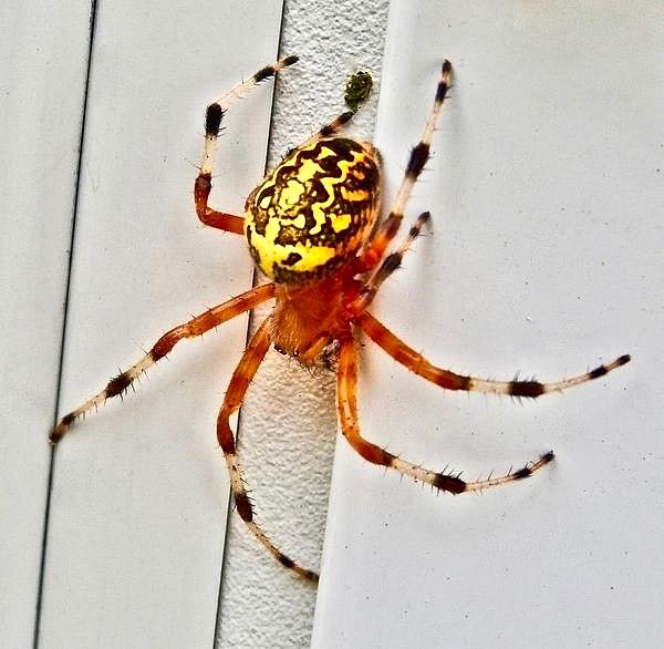 Marbled Orb Weaver Spider Photograph By Kathy Ozzard Chism Fine Art America