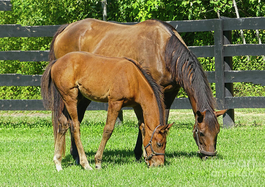 Mare And Foal Photograph by Cindy Range - Pixels