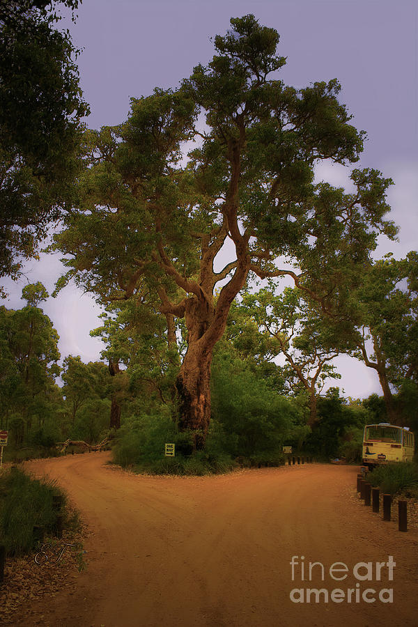 Marri Tree Photograph by Elaine Teague - Fine Art America