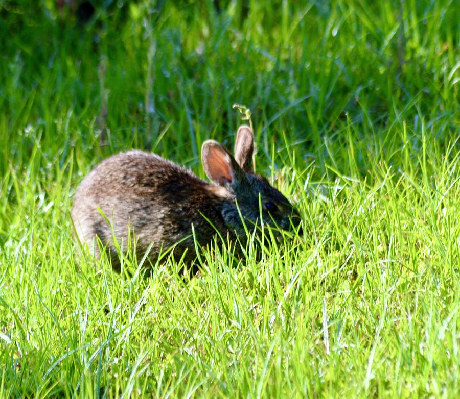 Marsh Rabbit Photograph by Warren Thompson - Fine Art America
