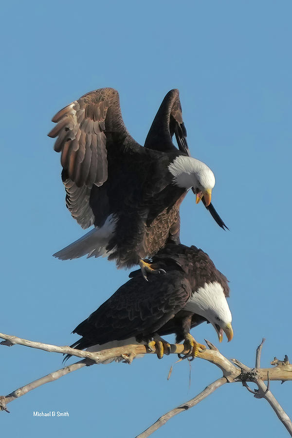 Mating Bald Eagles Photograph by Michael B Smith | Pixels