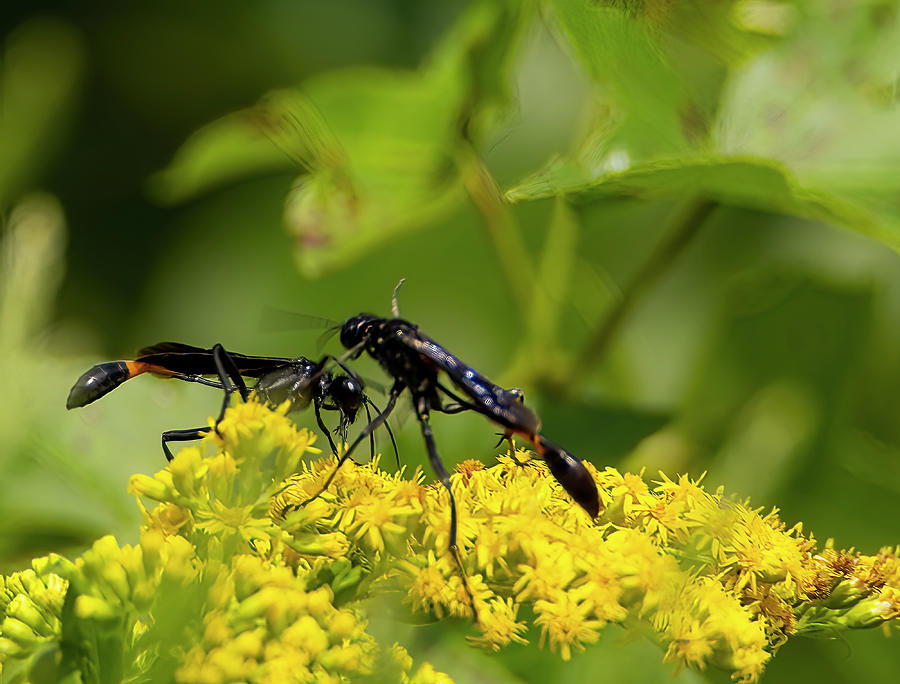 Mating Dance Photograph By Lee Hurley Fine Art America