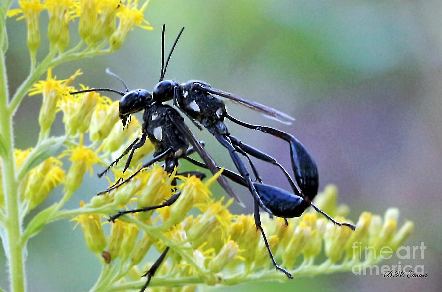 Mating Ichneumon Wasps Photograph By Bart Eason Pixels