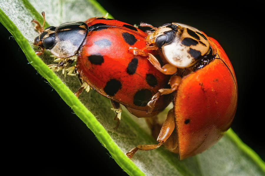 Mating Lady bugs - Coccinellidae Photograph by Aron's Tiny Safari - Fine Art America