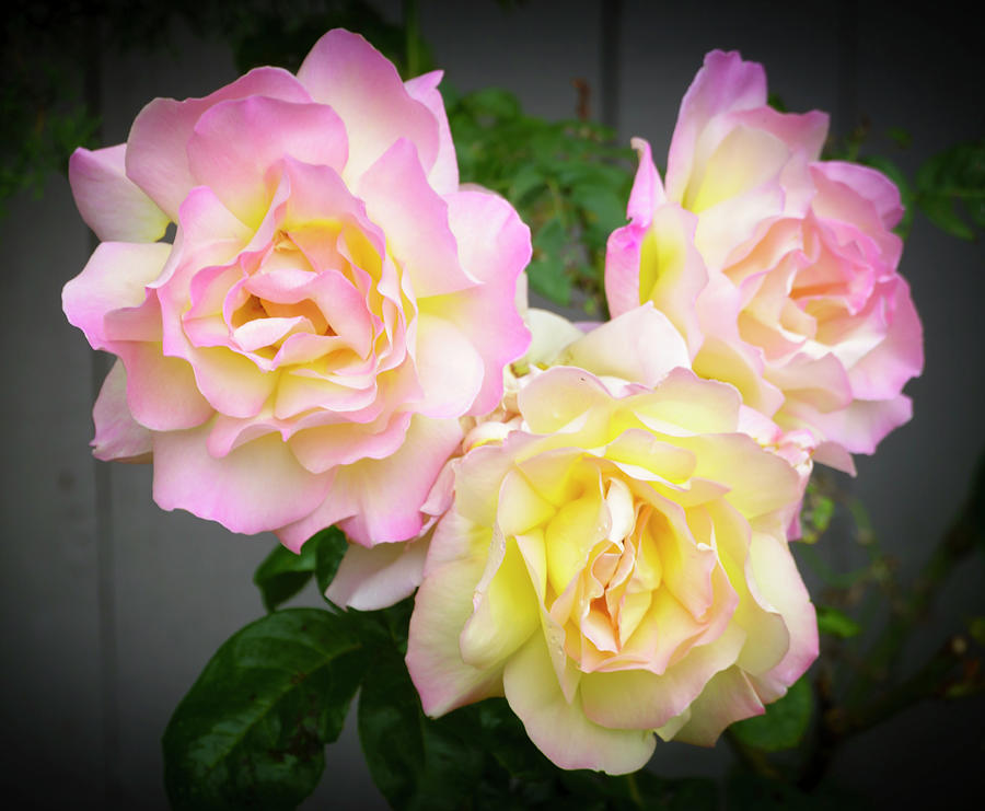 Matured Three Roses Photograph By Robert Vanderwal Fine Art America