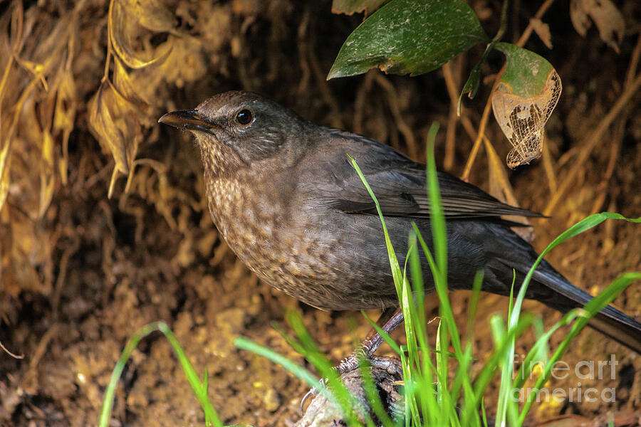 Female Blackbird / Merla Photograph by Barbara Nicora - Pixels Merch