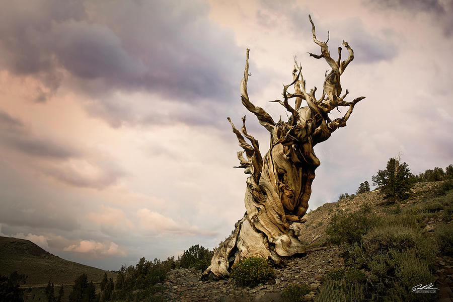 Methuselah #1 Photograph by Joe Polecheck - Fine Art America