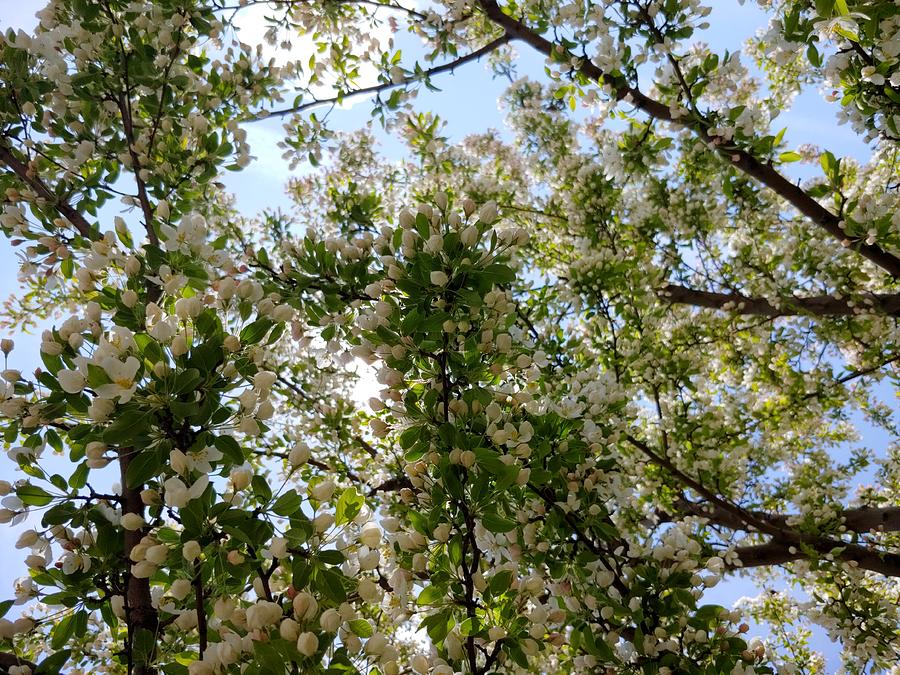 Midwestern Spring Photograph by Innovative Adventures Media - Fine Art ...