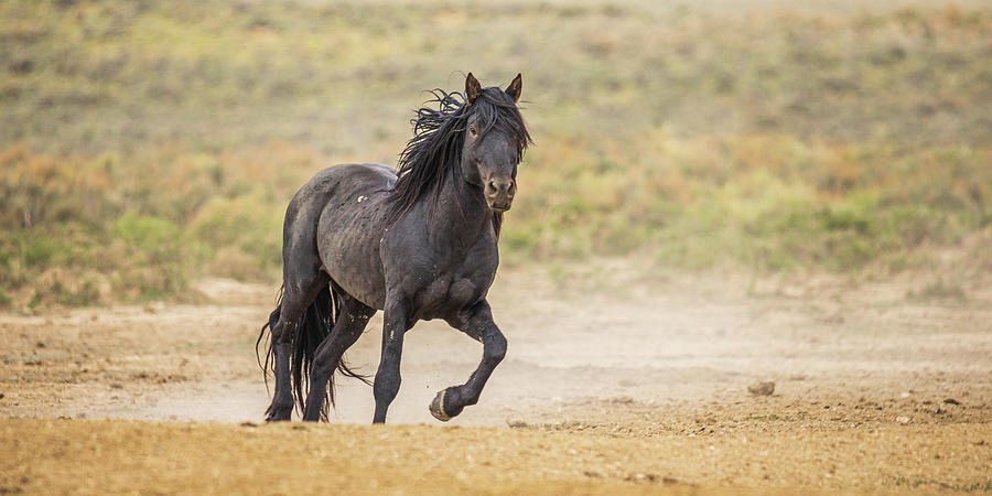 Mighty Black Stallion Photograph by Paul Nutt - Fine Art America