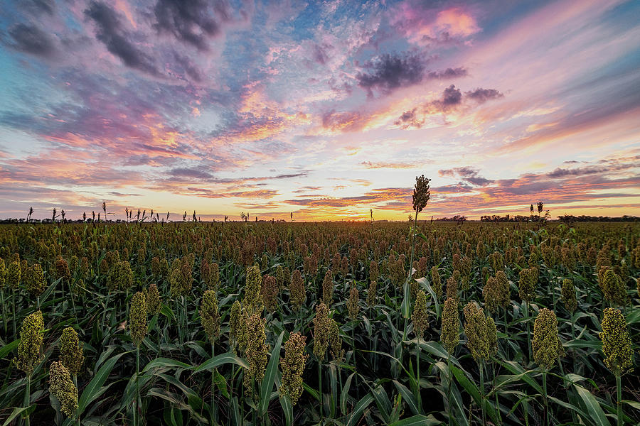 Milo Field at Sunset Photograph by Jamil Moody - Fine Art America