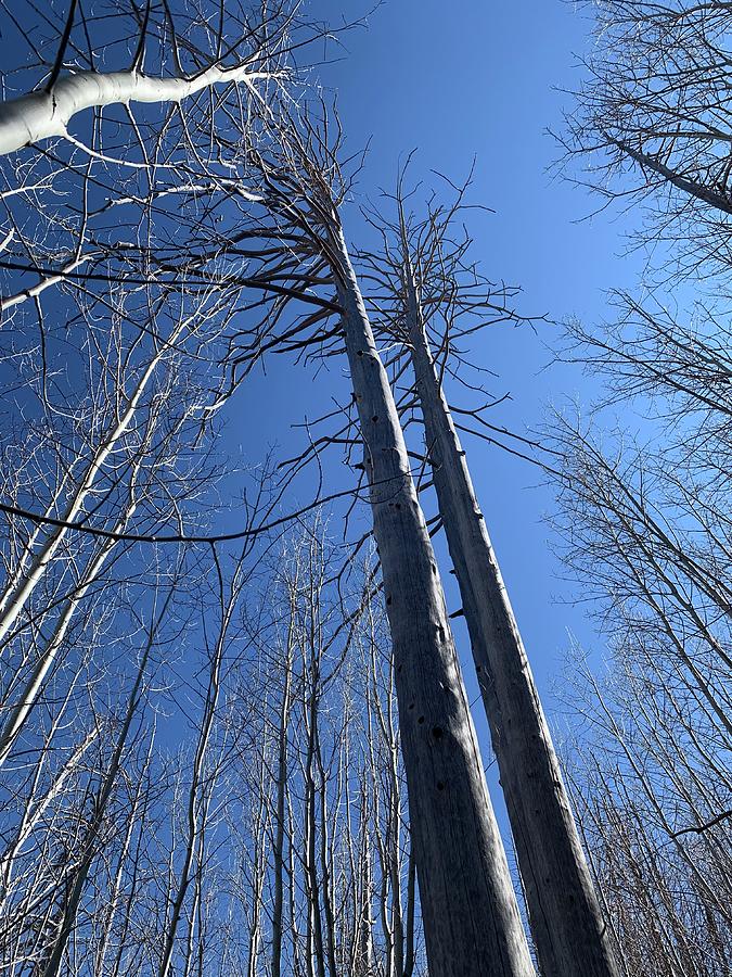 Mint Springs Tree Dream Photograph by Laura Fetherston - Pixels