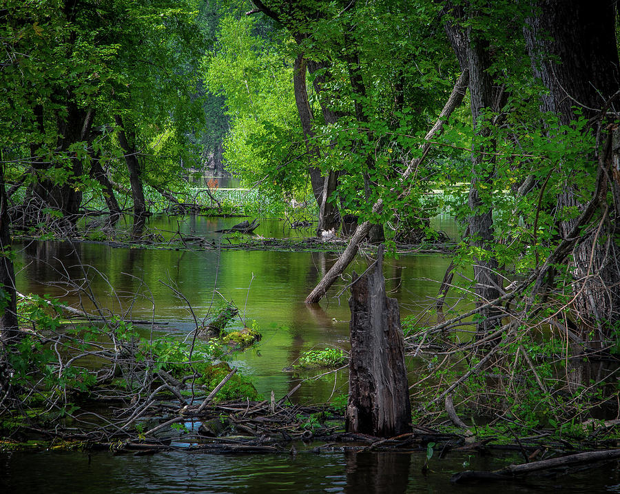 Mississippi Backwater Photograph by Mark Beecher | Fine Art America