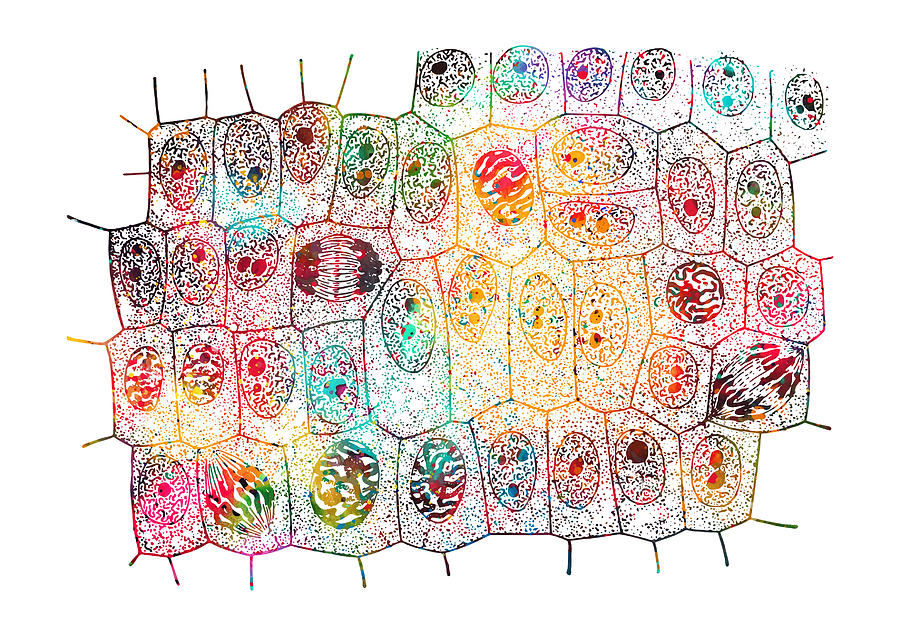 Mitosis Digital Art by Erzebet S | Pixels