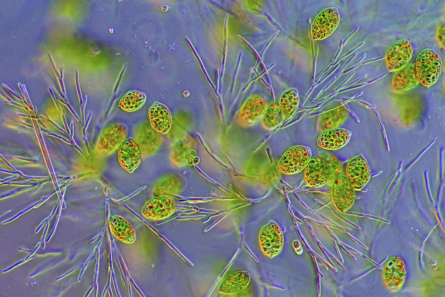 Mmis-euglenoids-3 Photograph by Marek Mis - Fine Art America