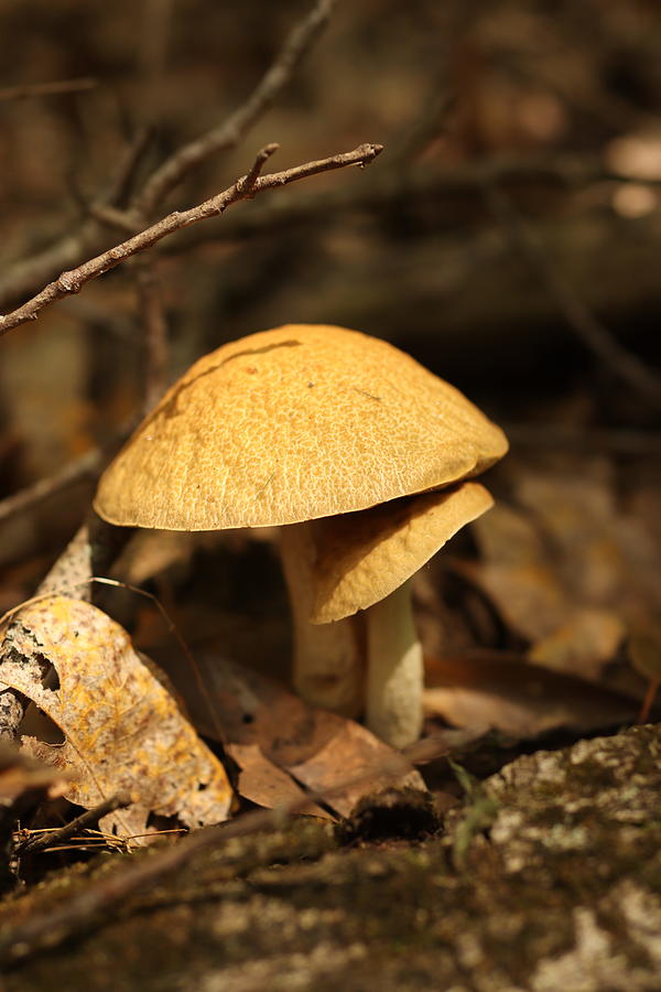 Momma Mushroom Photograph by Destiny Fisher - Fine Art America