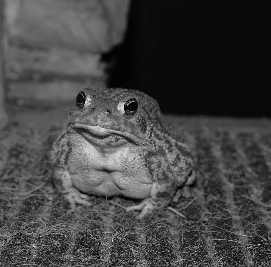 Momma Toad Photograph by Jennifer Wallace - Fine Art America