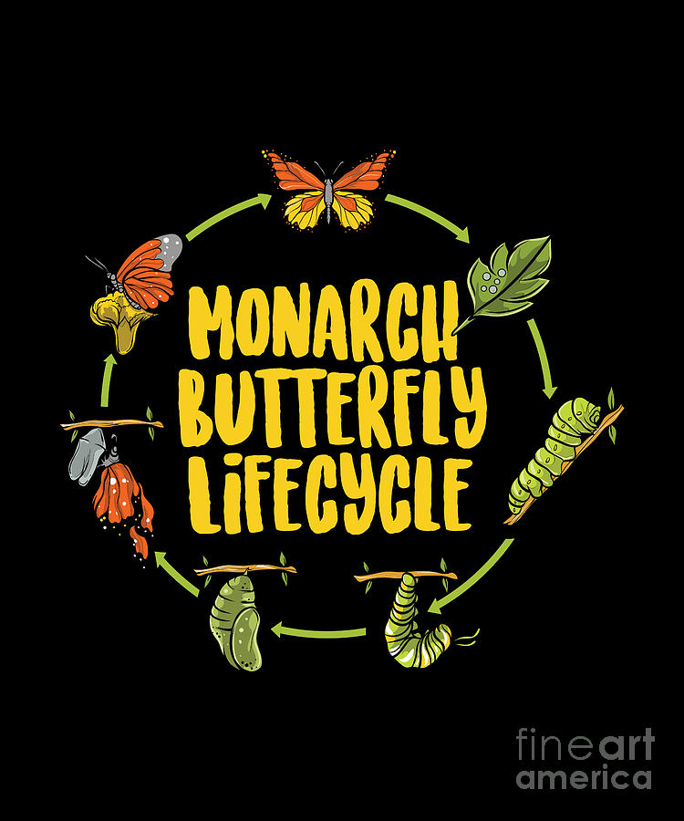 Monarch Butterfly Lifcycle Digital Art by Sandra Frers Art - Pixels