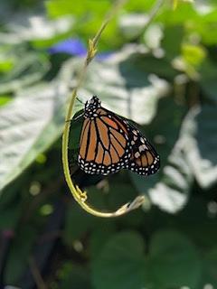 Monarch Butterfly Photograph by Victoria Szuch - Fine Art America