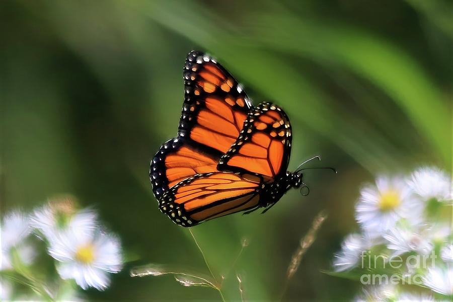 Monarch in Flight #9085 Photograph by Debrann Holmes - Fine Art America