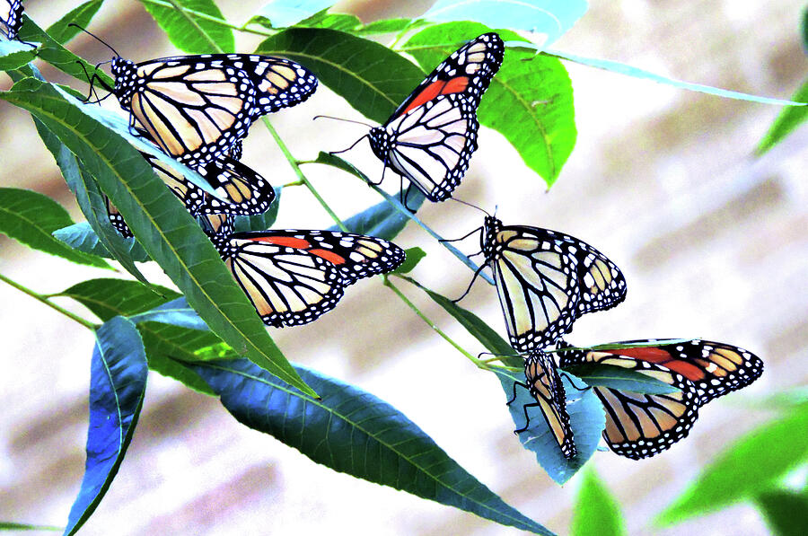 Monarch Tree Photograph by Stephen Tulcus | Pixels