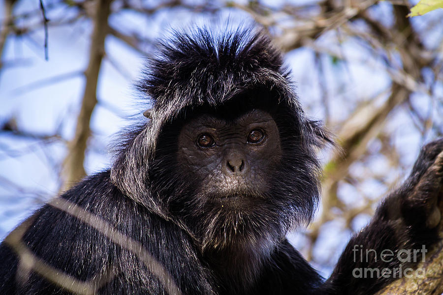 Monkey Face Photograph by Mirko Chianucci - Fine Art America