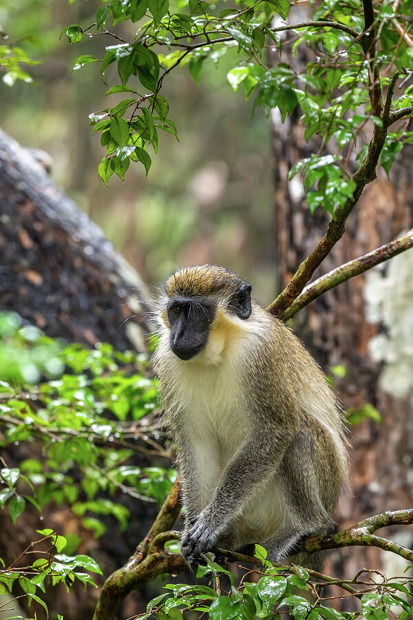 Monkey In The Mist Photograph by Ed Taylor - Pixels Merch