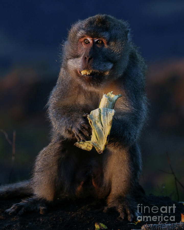 Monkey Pyrography by Lauren Fudale - Fine Art America