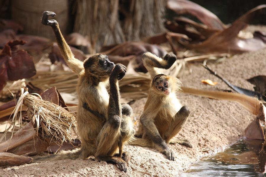 Monkey See, Monkey Do Photograph by Brittney Powers - Fine Art America