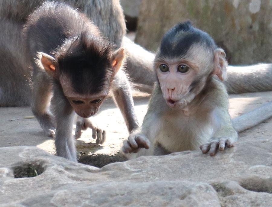 Monkeying around Photograph by Julia Inman - Pixels