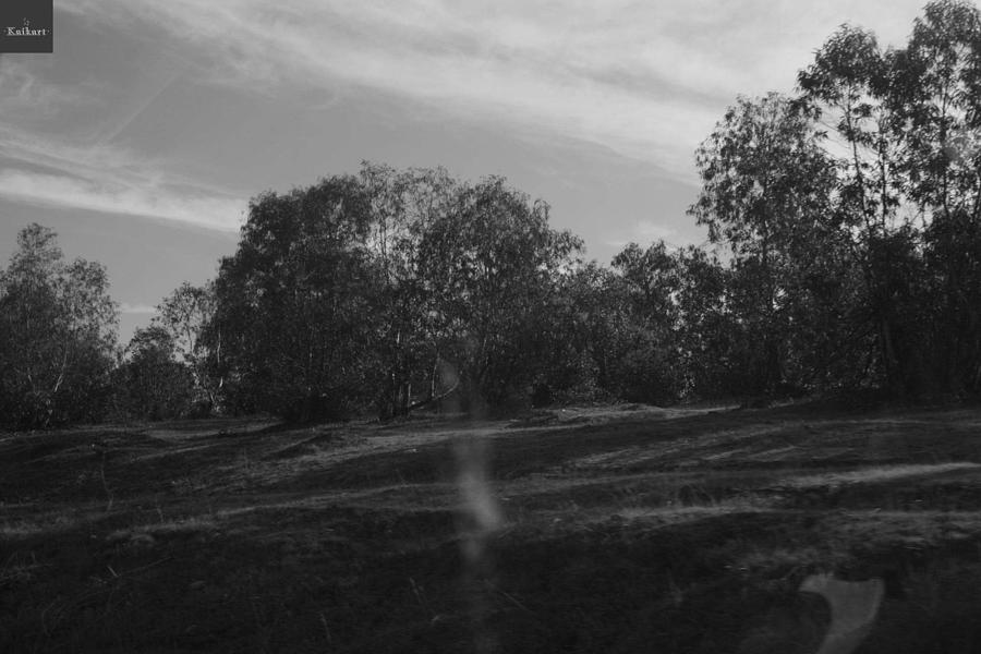 Mono forest Photograph by Acid Kaikart - Fine Art America