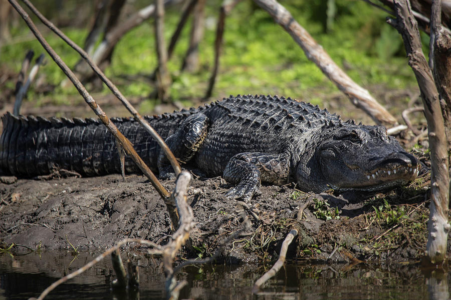 Monster in the swamp, American Alligator Photograph by Garth Steger ...