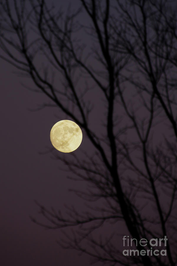 Moon in the Trees Photograph by Stephanie Hanson