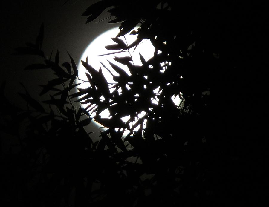 Moon shadow Photograph by Roger Epps - Fine Art America