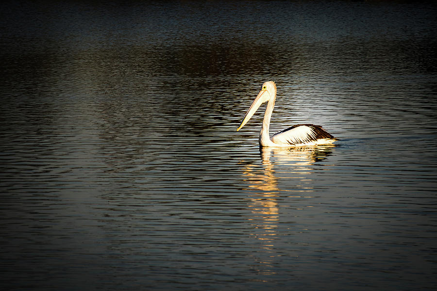Moonlight swim Photograph by Deane Palmer | Pixels