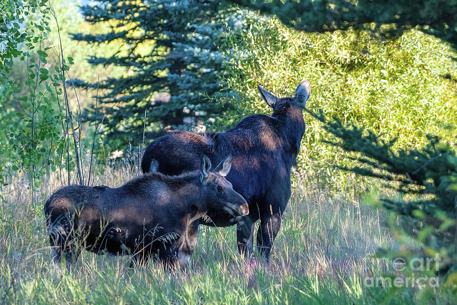 Moose Calf With Mom Photograph by Jennifer Jenson | Pixels Moose Calf With Mom Photograph by Jennifer Jenson | Pixels