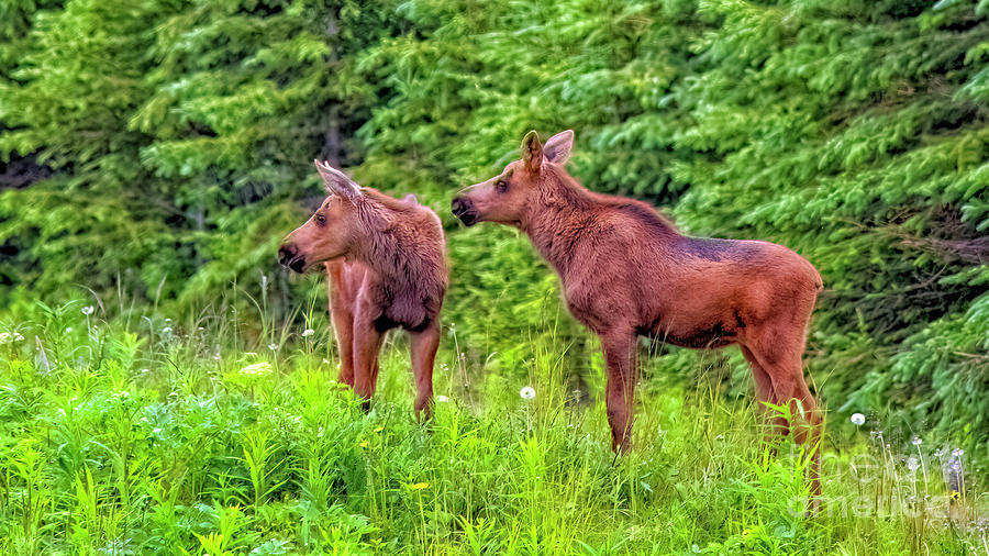Moose Twins Ninilchik Alaska Photograph By David Joan Hagan Fine Art