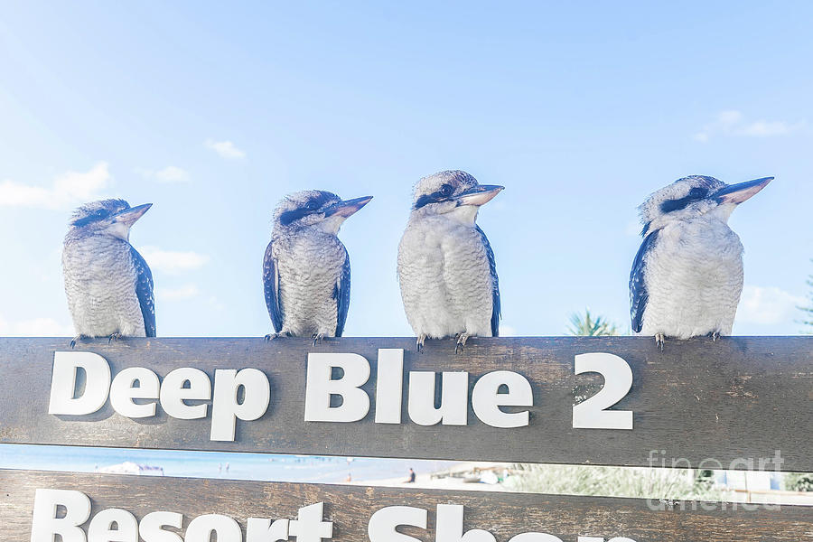 Moreton Island Kookaburras Photograph by Danny Muller - Fine Art America