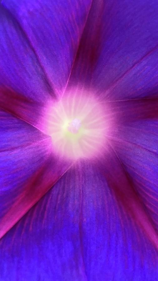 Morning Glory Photograph By Nancy Enlow Fine Art America