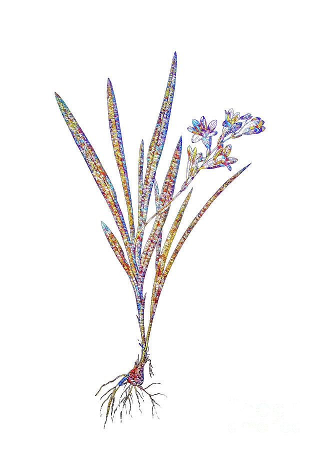 Mosaic Gladiolus Xanthospilus Botanical Art On White Mixed Media by ...